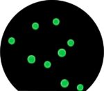 FITC-QC Slide – Immuno Concepts