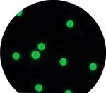 FITC-QC Slide - Immuno Concepts