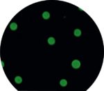 FITC-QC Slide – Immuno Concepts