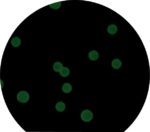 FITC-QC Slide – Immuno Concepts