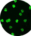 Immunofluorescent Test Systems – Immuno Concepts