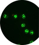 Immunofluorescent Test Systems – Immuno Concepts