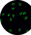 Immunofluorescent Test Systems – Immuno Concepts