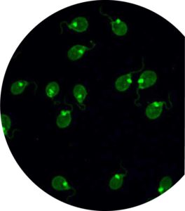 Immunofluorescent Test Systems – Immuno Concepts