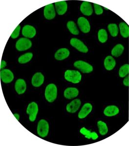 Immunofluorescent Test Systems – Immuno Concepts
