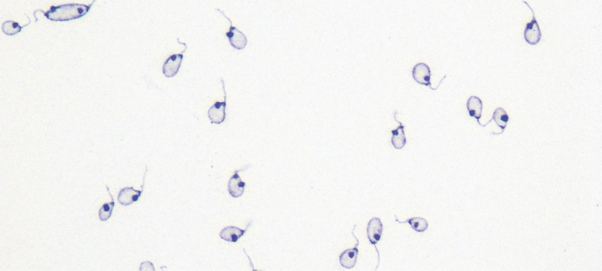nDNA Colorzyme® Test System – Immuno Concepts