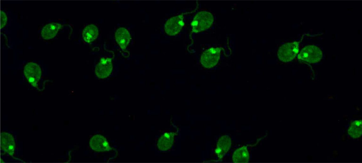 nDNA Fluorescent Test System – Immuno Concepts