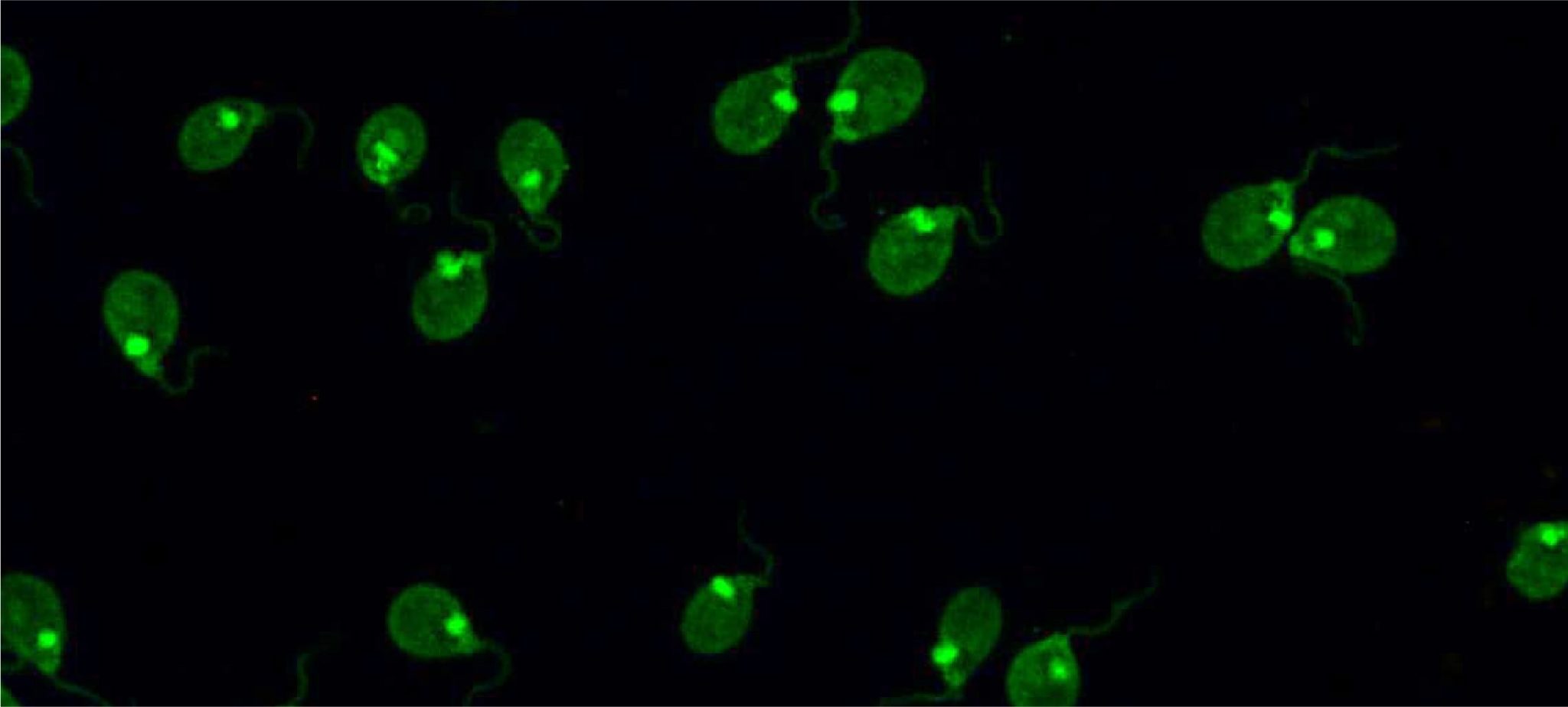 nDNA Fluorescent Test System – Immuno Concepts