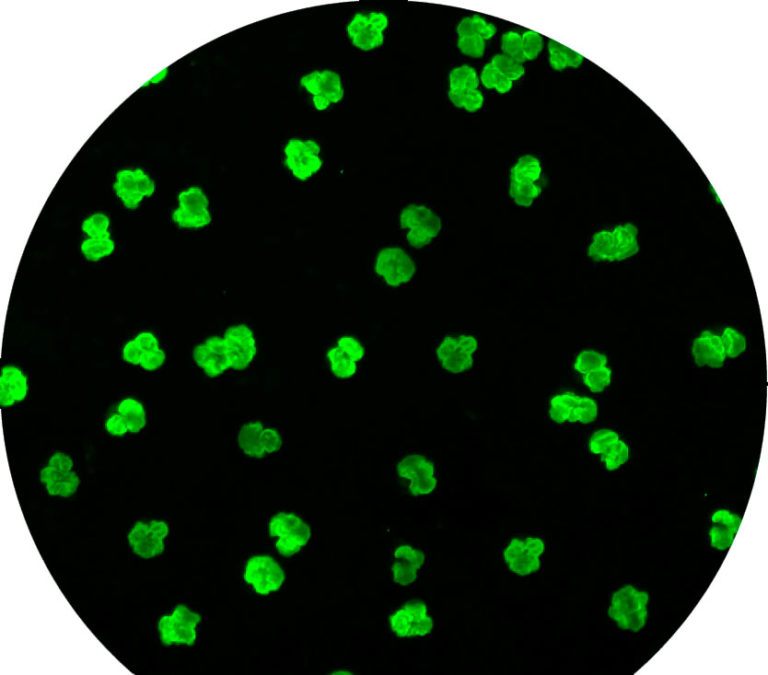 Immunofluorescent Test Systems – Immuno Concepts