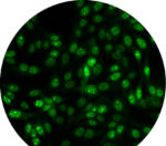 Immunofluorescent Test Systems – Immuno Concepts