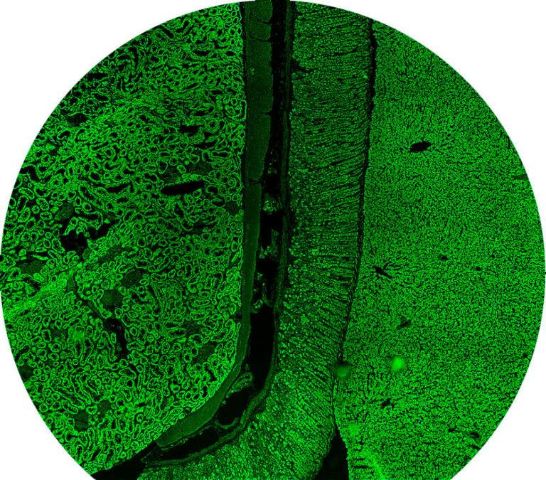 Immunofluorescent Test Systems – Immuno Concepts